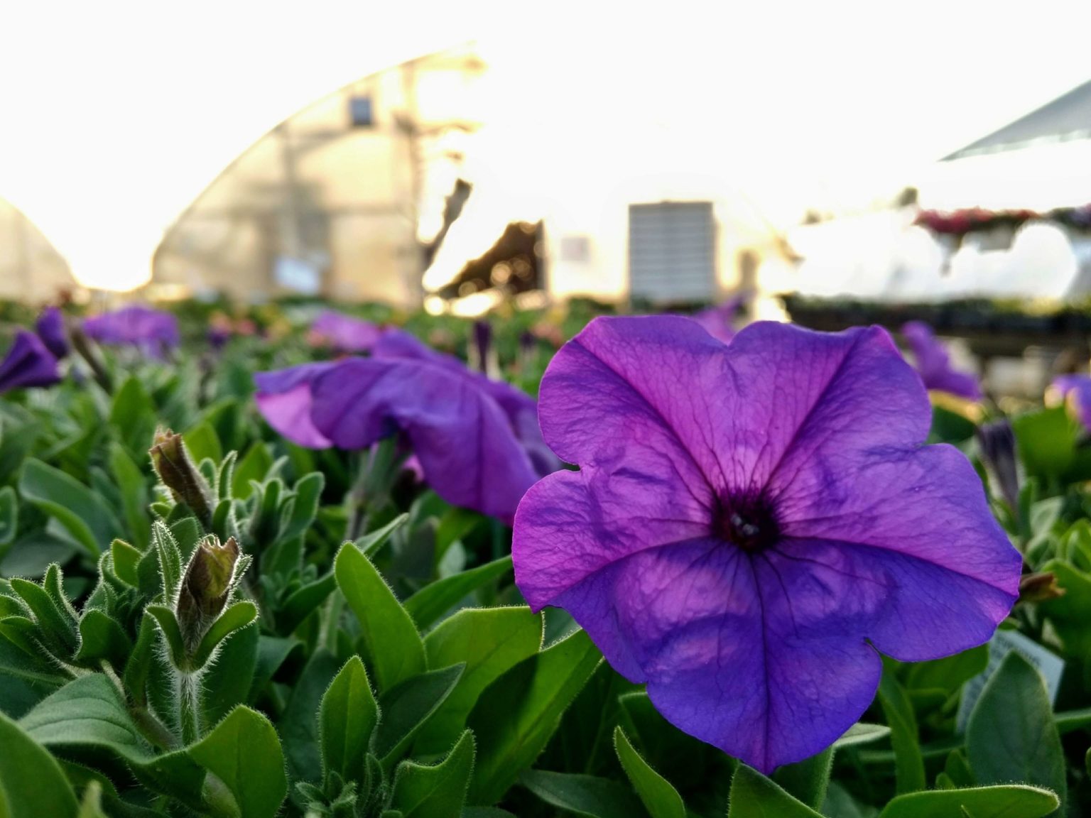 Wave Petunia Varieties