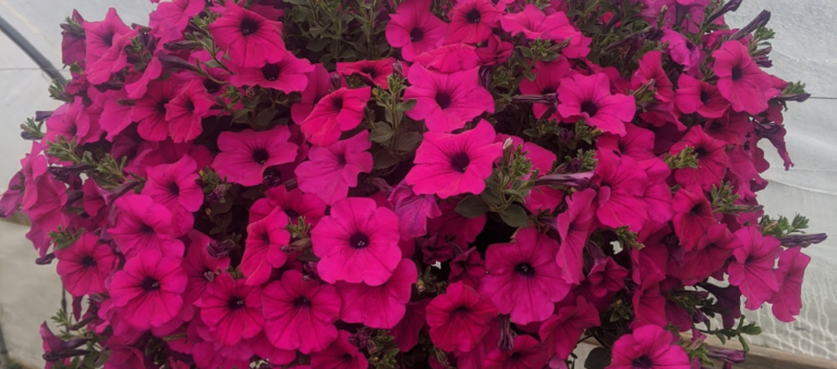Wave Petunias | How to Grow & Care For Spreading Wave Petunias