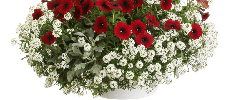 39 Best Hanging Basket Flowers for Sun | Hanging Plants for Full Sun