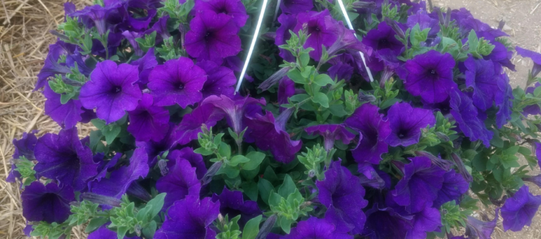 Planting Wave Petunias | Plant Wave Petunias