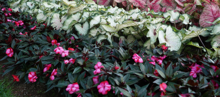 Guide to Growing New Guinea Impatiens