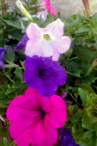 Wave Petunias | How to Grow & Care For Spreading Wave Petunias