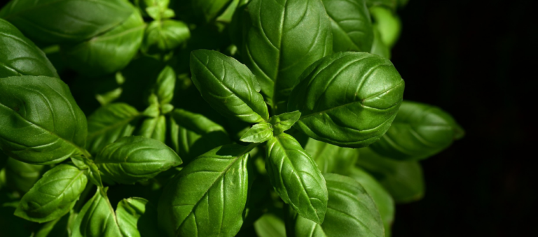 Growing Basil Plants in a Hanging Basket