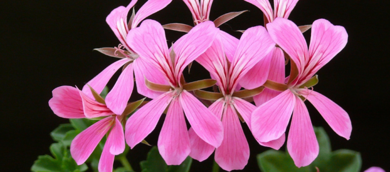 Guide to Growing Ivy Geraniums | Planting & Caring for Ivy Geraniums