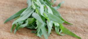 Planting Tarragon Plants From Seed | Plant Tarragon Seeds