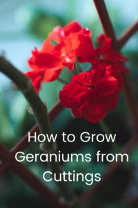 How to Take Geranium Cuttings | Geranium Propogation Step-by-Step