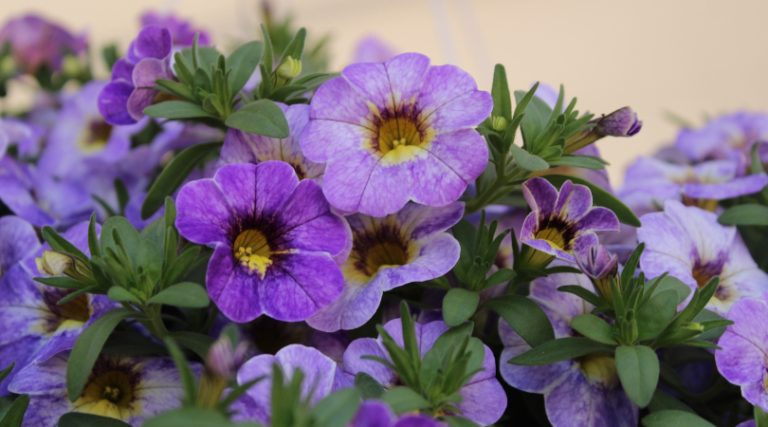 Guide to Growing Calibrachoa | Planting & Caring for Calibrachoa