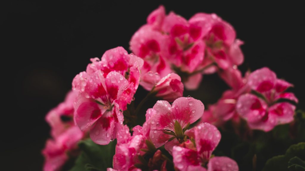 How to Plant Geraniums | A Guide to Planting Geraniums
