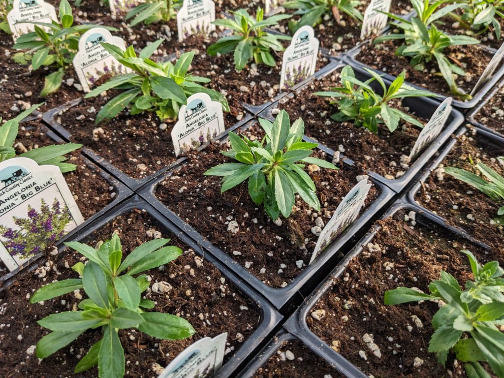 Planting Angelonia Plants From Seed