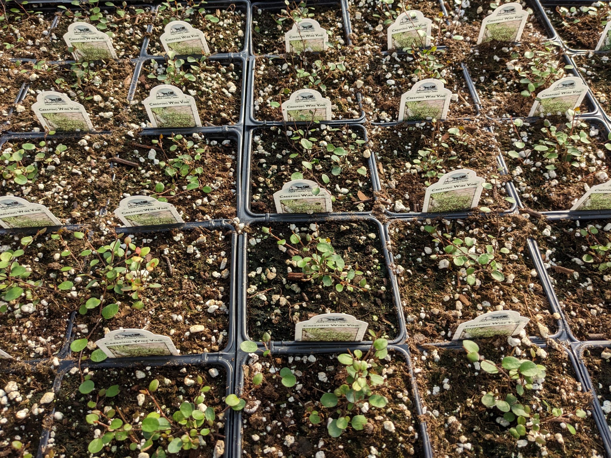 Planting Wire Vines From Seed