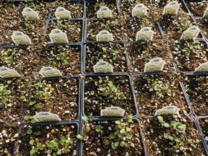 Planting Wire Vines From Seed