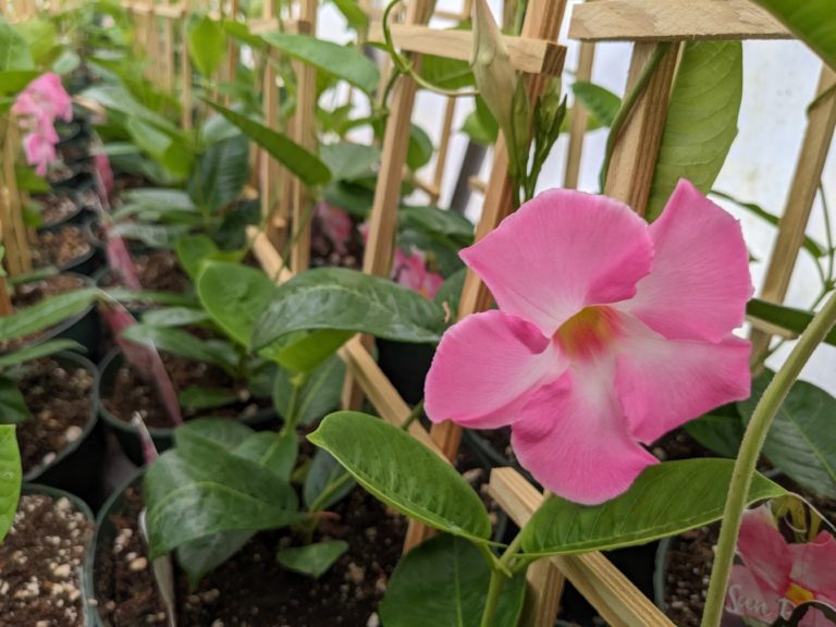 Planting Mandevillas