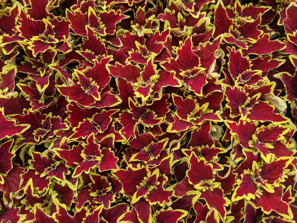 Growing Sun Coleus in a Hanging Basket